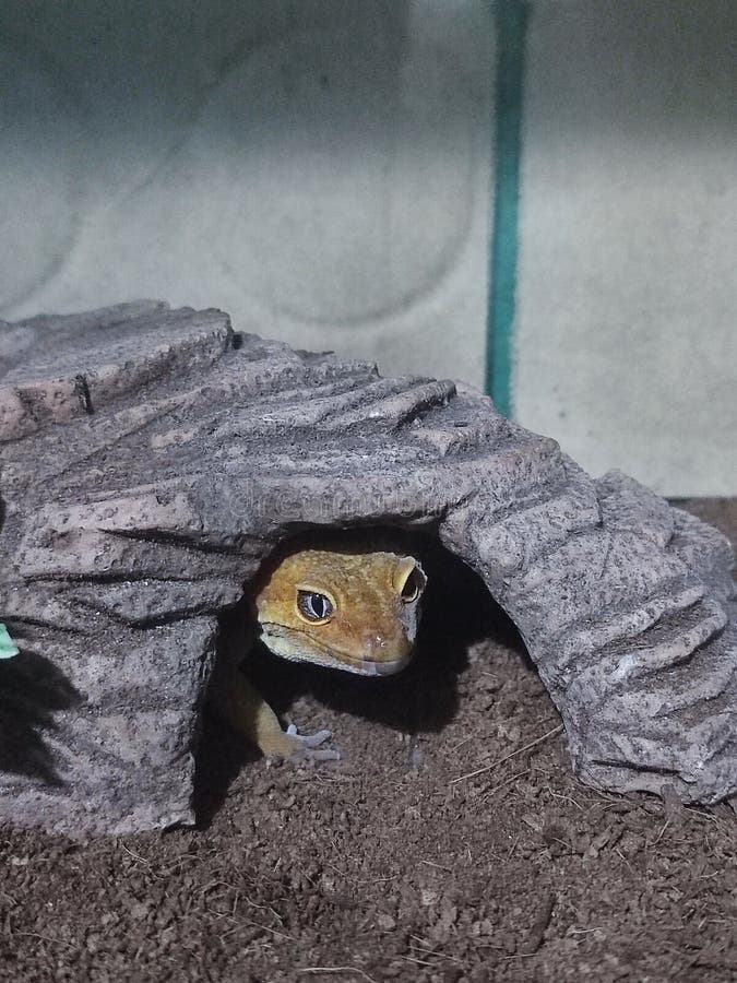 A Cute Lizard Coming Out from Its Burrow Den Stock Photo - Image of ...