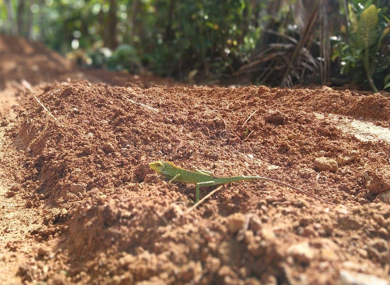 Cute lizard relaxing stock image. Image of lizard, animal - 324860115