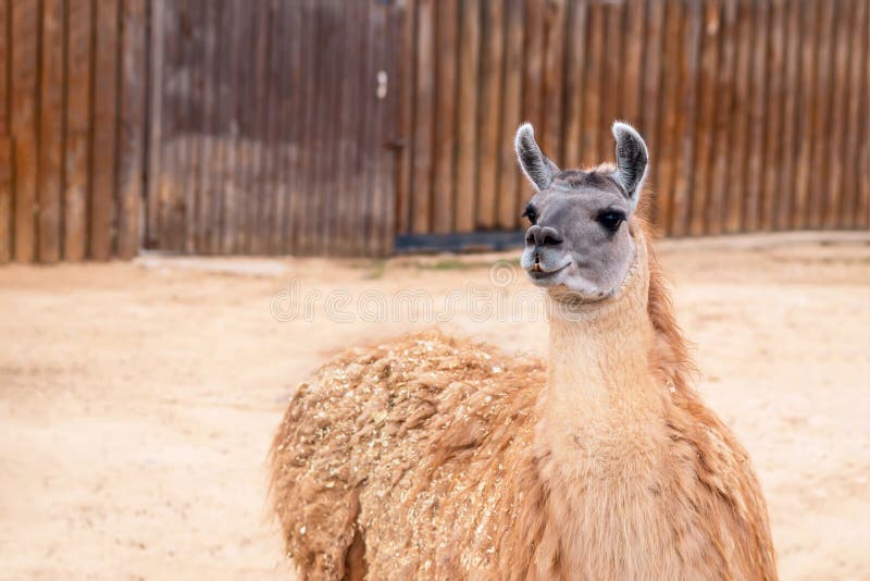 Cute llama at the zoo stock image. Image of fluffy, mountain - 261173403