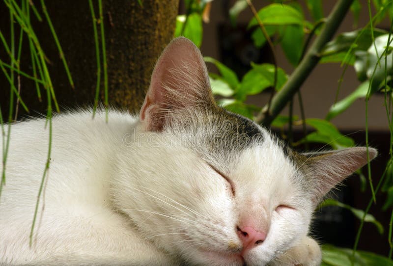 946 Cute Local Cat Stock Photos - Free & Royalty-Free Stock Photos from ...