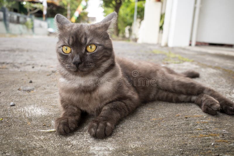 A Cute Local Grey Cat with Yellow Eyes Lying on the Ground Stock Photo ...