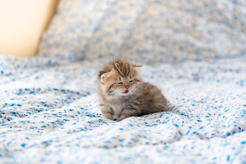 Cute lonely kitten stock image. Image of mammal, relax - 74821943