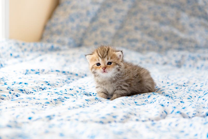 Cute lonely kitten stock photo. Image of lonely, nature - 87803612