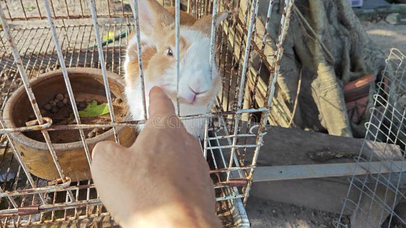 A Cute Lonely White Rabbit in the Caged. Stock Video - Video of cage ...