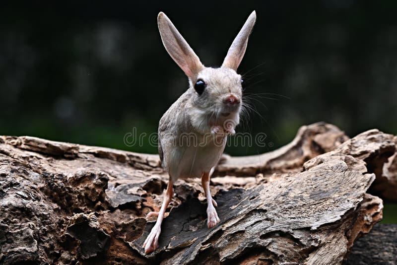 A Cute Long-eared Mouse is Playing on the Wood Stock Photo - Image of ...