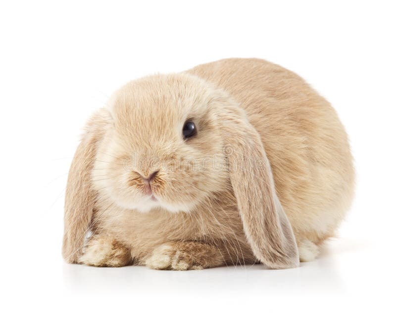 Cute Long Eared Rabbit Stock Photo - Image: 27149860