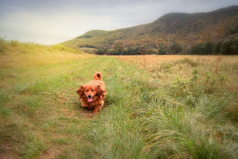 Cute Long-haired Dachshund Dog Running in the Nature Stock Photo ...