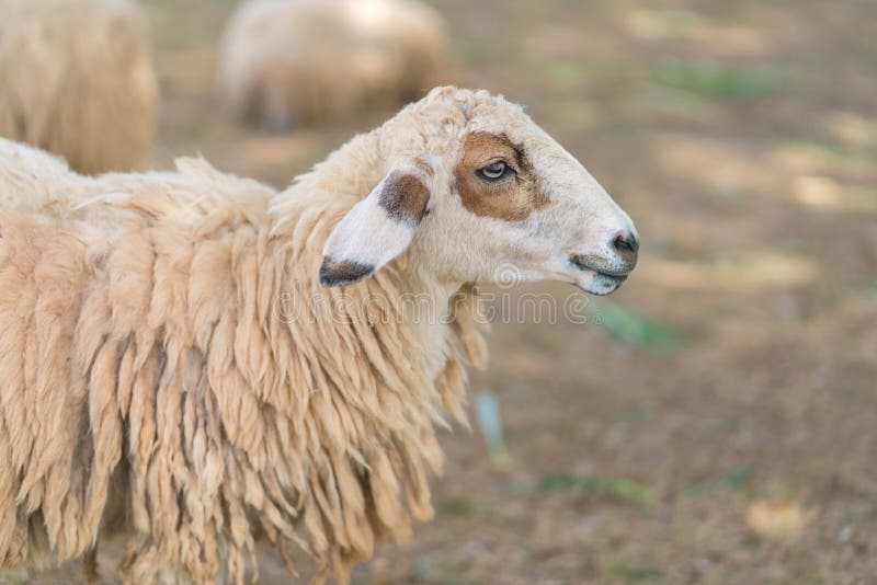 Long wool sheep stock image. Image of nature, farming - 2910617