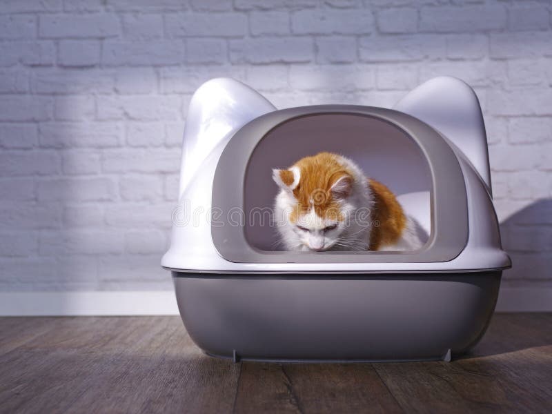 Cute Longhair Cat Sitting in a Closed Llitter Box and Looking Down ...