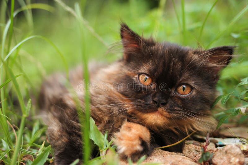 Cute look cat stock photo. Image of animal, nature, cute - 209747502