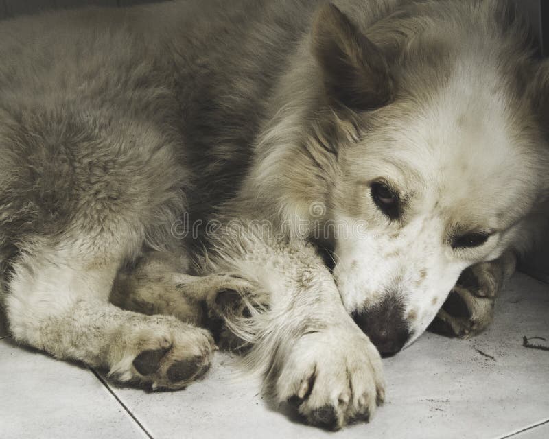 163 Sad Samoyed Stock Photos - Free & Royalty-Free Stock Photos from ...