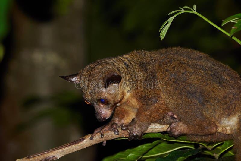 Bush baby stock image. Image of tree, bush, fauna, wild - 102748137