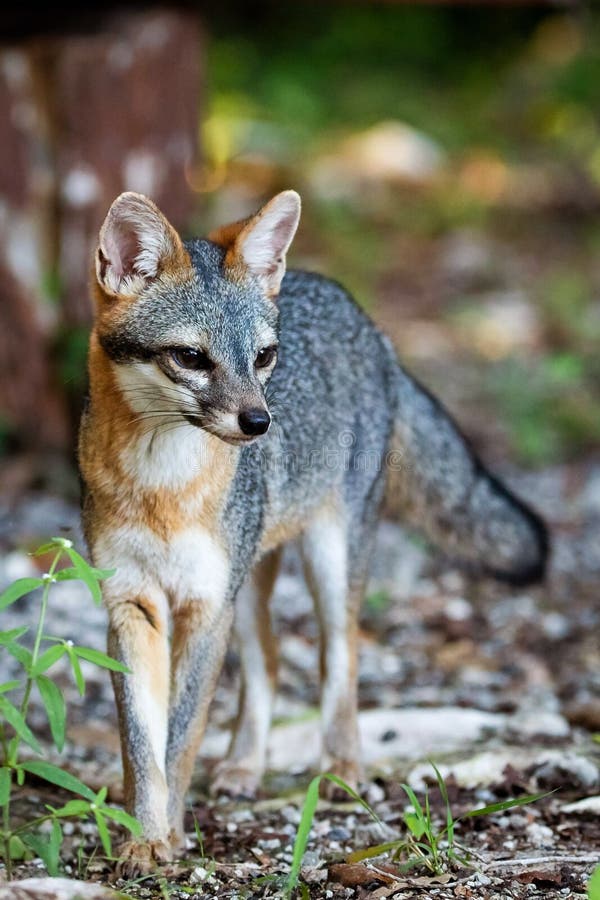 Cute Looking Gray Fox Isolated Full Size Portrait Stock Photo - Image ...