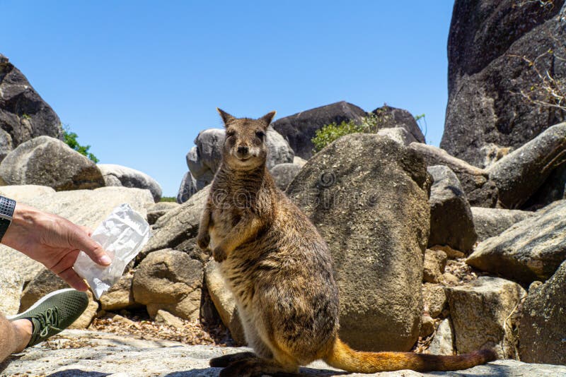 Cute Looking Wallaby Trustfully Eats Food from One Hand Stock Photo ...