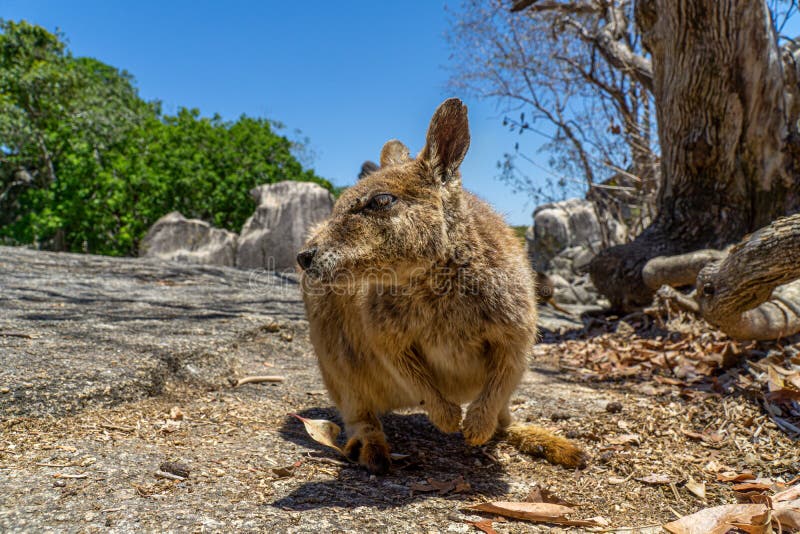 Cute Looking Wallaby Trustfully Eats Food from One Hand Stock Photo ...