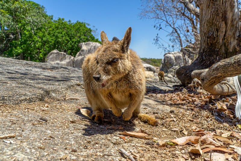 Cute Looking Wallaby Trustfully Eats Food from One Hand Stock Photo ...