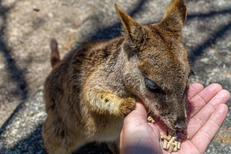 Cute Looking Wallaby Trustfully Eats Food from One Hand Stock Image ...
