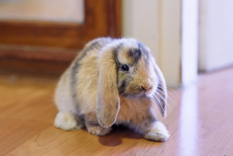 A cute Lop ear rabbit stock image. Image of ears, cute - 310852119