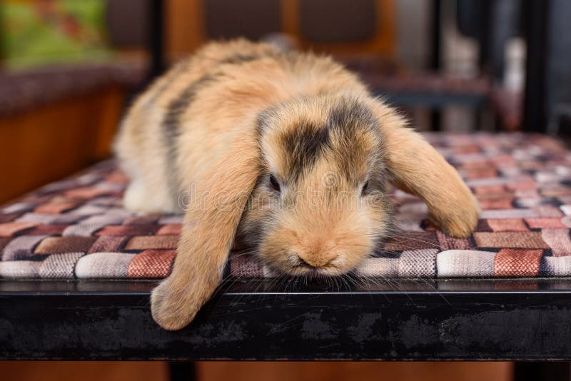 A cute Lop ear rabbit stock image. Image of portrait - 310852211
