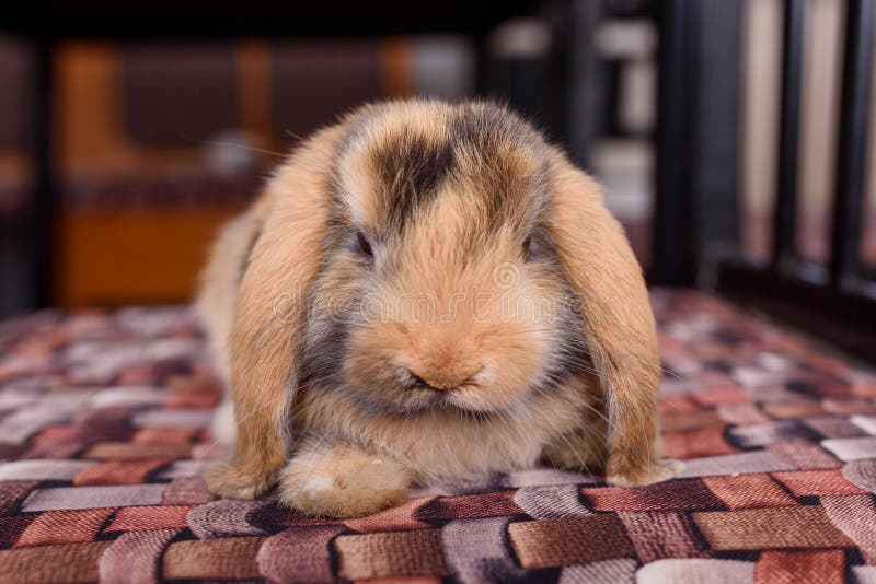 A cute Lop ear rabbit stock photo. Image of pretty, soft - 310852240