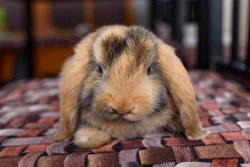 A cute Lop ear rabbit stock photo. Image of easter, baby - 319362892