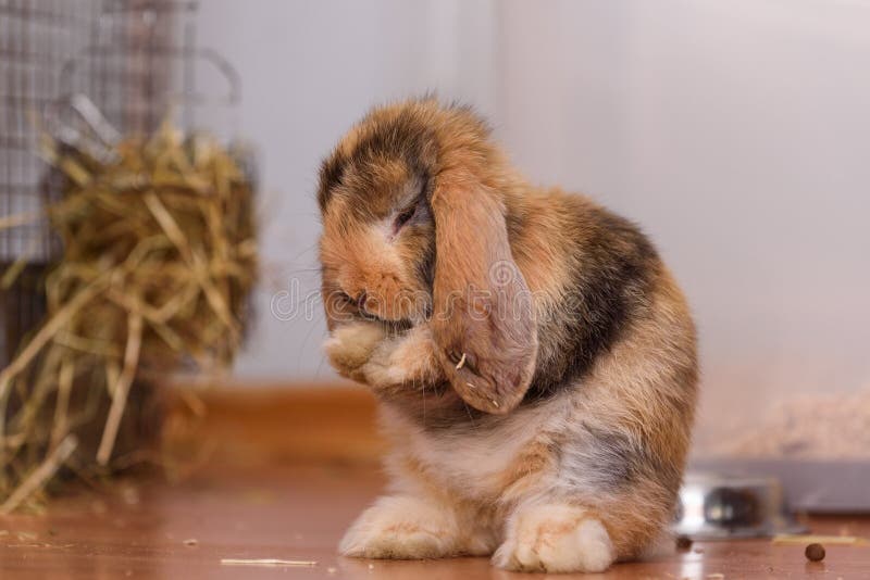 A cute Lop ear rabbit stock photo. Image of clean, fluffy - 319362944