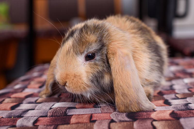A cute Lop ear rabbit stock photo. Image of mammal, cuddly - 319362914