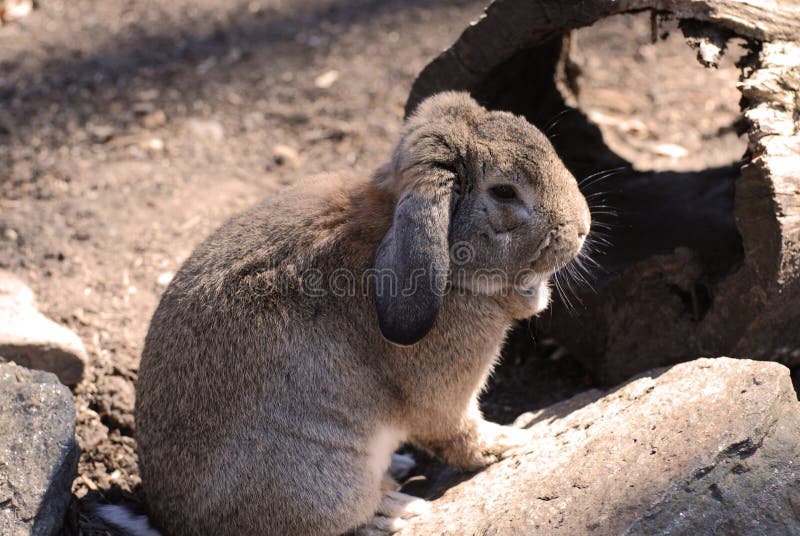 Cute Lop Eared Rabbit stock photo. Image of wildlife - 91384252