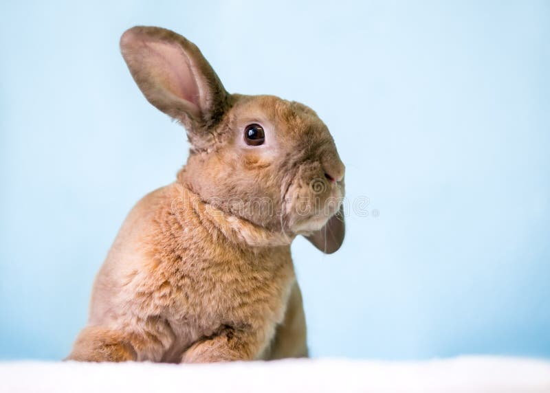 A Cute Lop Rabbit Holding One Ear Up and One Ear Down Stock Photo ...