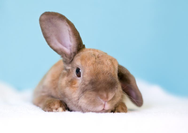 A Cute Lop Rabbit Holding One Ear Up and One Ear Down Stock Photo ...