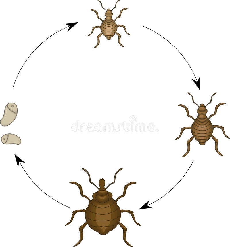 Cute louse cartoon stock illustration. Illustration of blood - 59607009