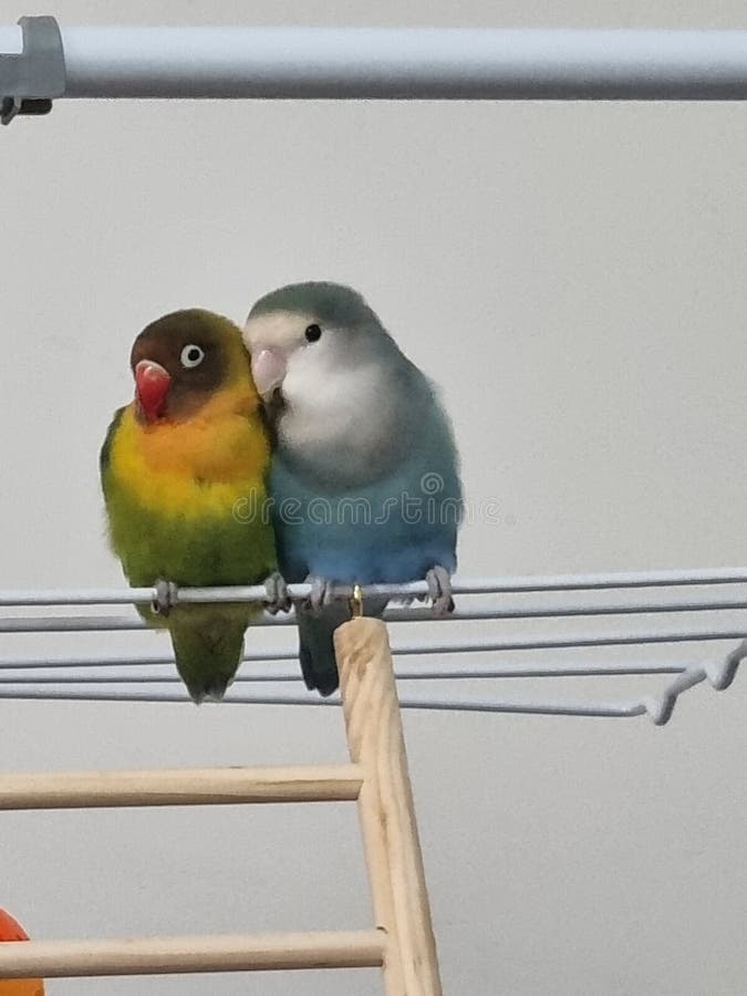 Cute-Love Bird couple stock image. Image of drawing - 258414971