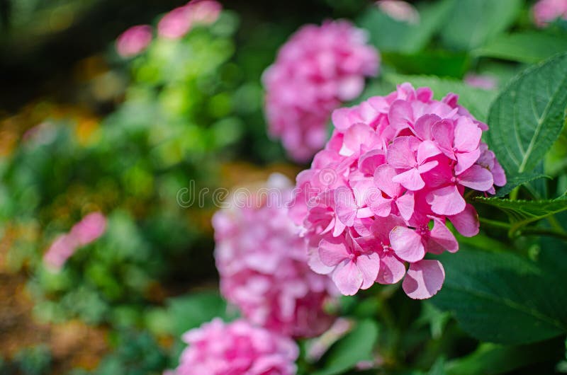 Cute and Lovely Hydrangea Flowers Stock Image - Image of color ...