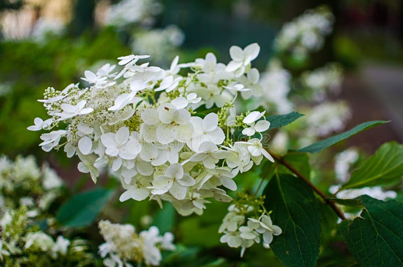 Cute and Lovely Hydrangea Flowers Stock Photo - Image of beauty, japan ...