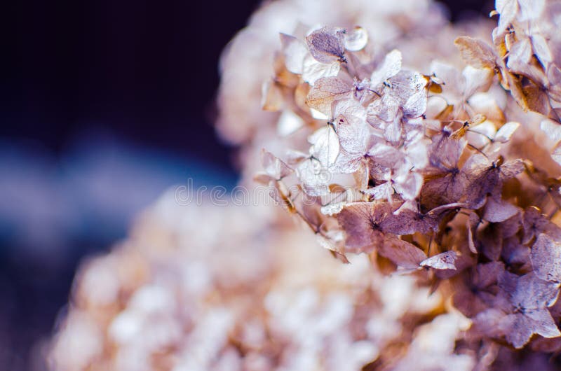 Cute and Lovely Hydrangea Flowers Stock Photo - Image of blooming, leaf ...