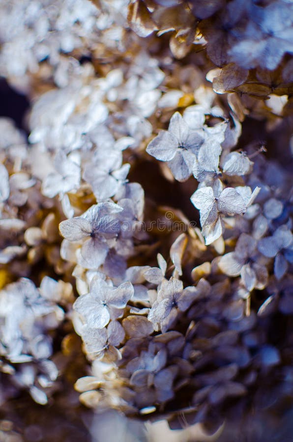 Cute and Lovely Hydrangea Flowers Stock Image - Image of colorful ...