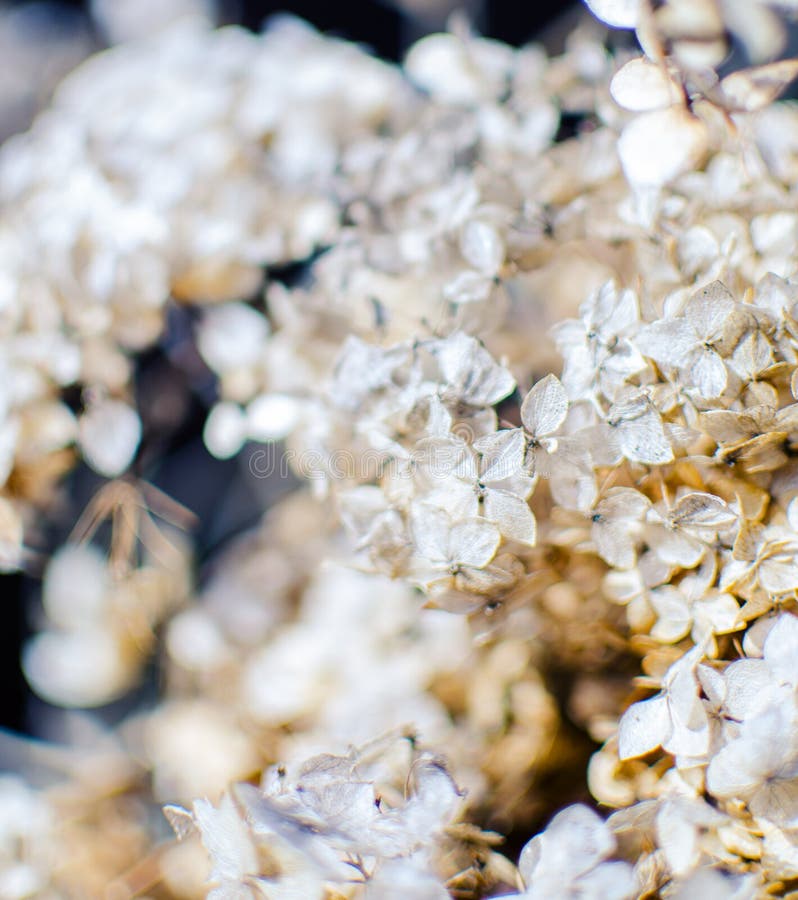 Cute and Lovely Hydrangea Flowers Stock Photo - Image of garden, color ...