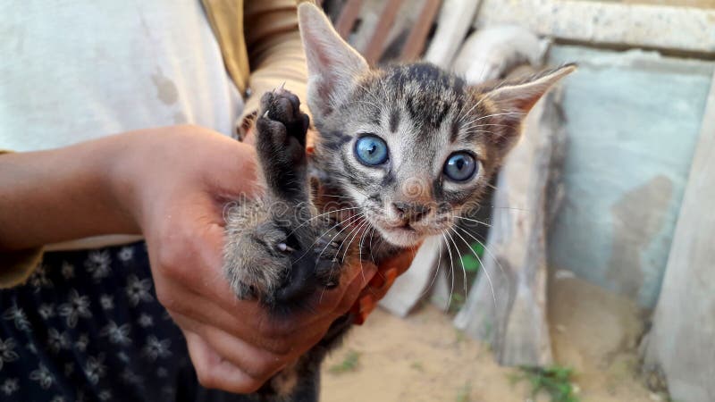 Cute Lovely Kitten in Female Hands Closeup Stock Image - Image of human ...