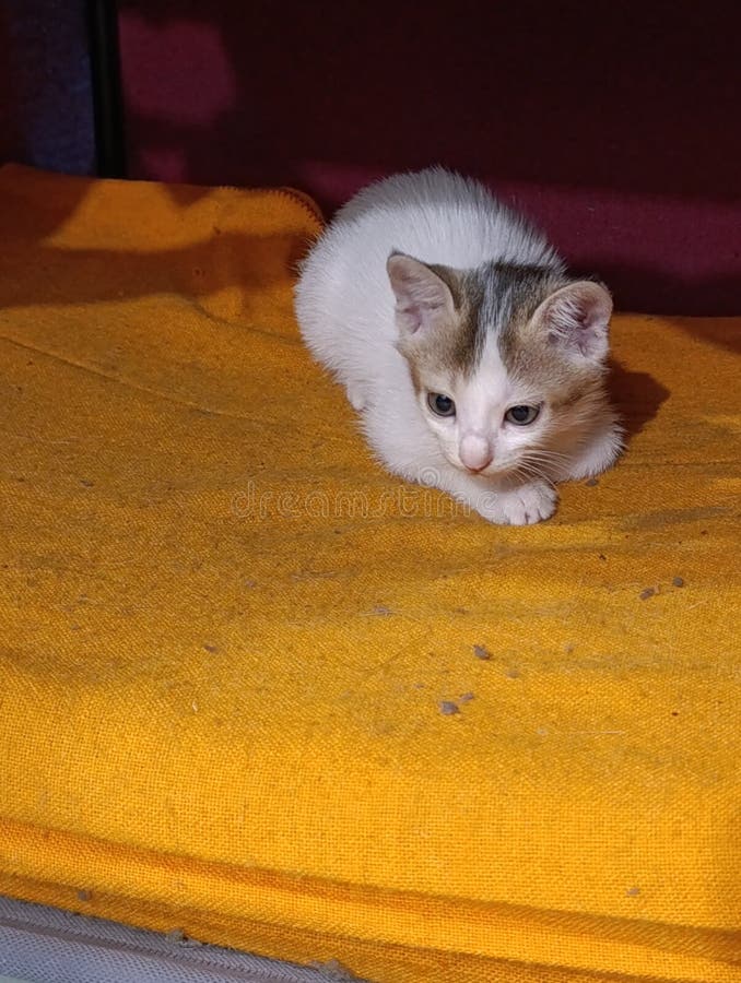 Cute lovely kitty seating stock photo. Image of love - 367121402