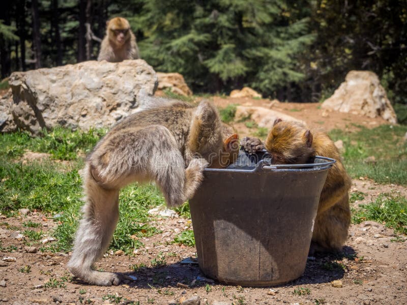 Cute Macaca Sylvanus Berber Monkeys Drinking Water from a Bucket in ...