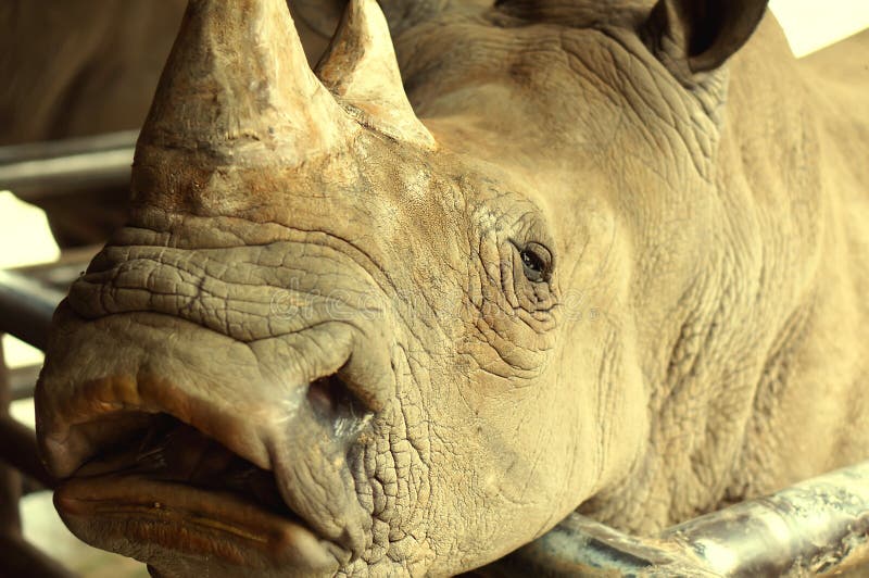 Cute macro Black Rhino. stock photo. Image of adult, grey - 65619974