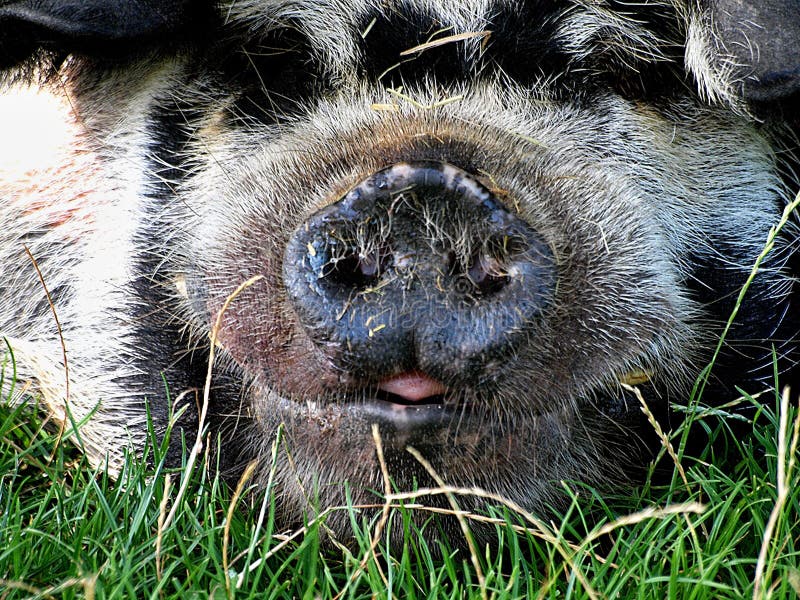 Cute Macro of the Nose of a Pig Stock Image - Image of domestic, head ...