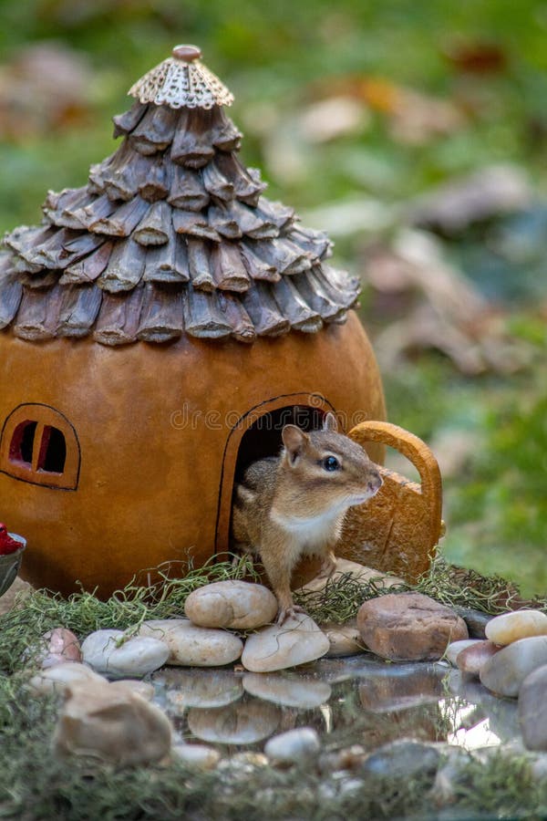 Magical Gourd House for a Chipmunk Stock Image - Image of gourd, leaf ...
