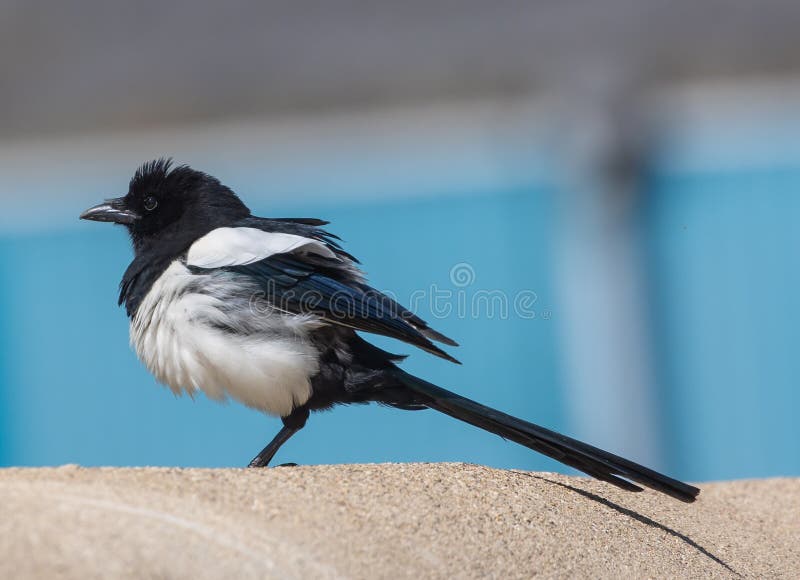 Cute magpie bird in a park stock image. Image of outdoors - 262529783