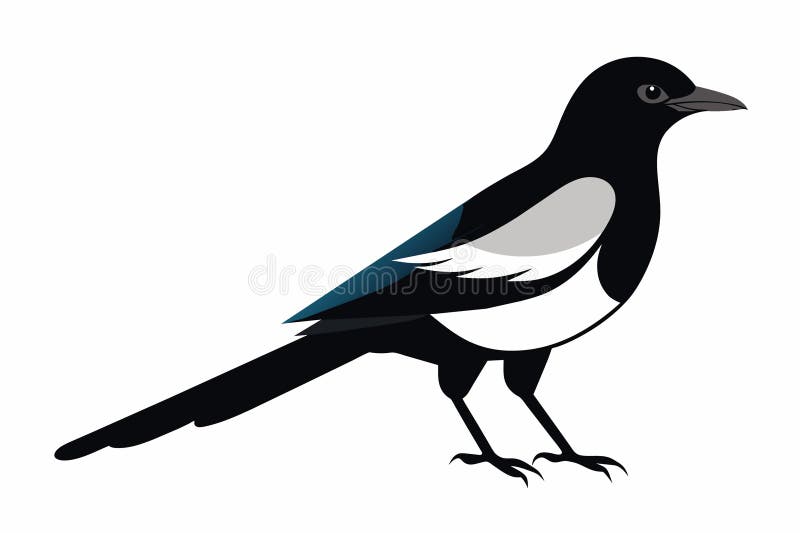 Cute Magpie Vector Art Isolated on a Clean Background Stock Vector ...