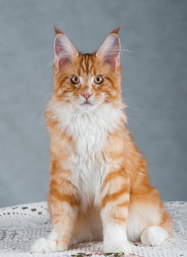 Cute Main Coon Kitten Portrait Stock Photo - Image of house, baby ...