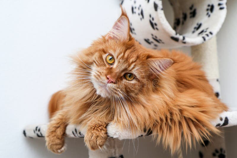 Cute Maine Coon Cat on a Play House Stock Photo - Image of maine ...