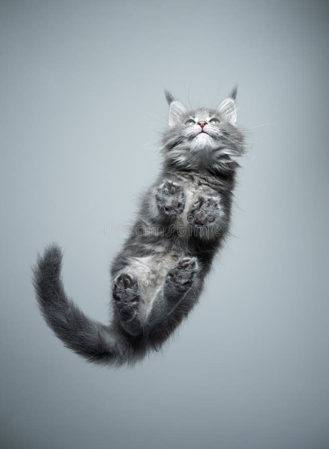 144 Bottom View Cat Glass Table Stock Photos - Free & Royalty-Free ...