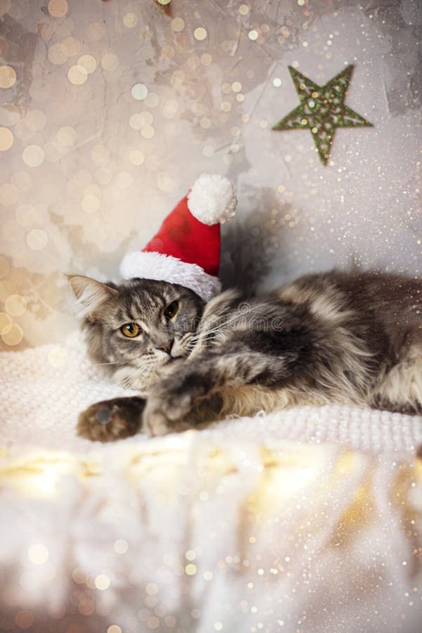 Cute Maine Coon Kitten Or Cat In Santa Claus Hat Against Blurred