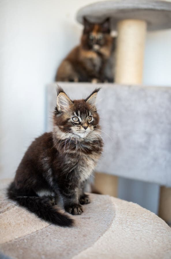 Cute Maine Coon Kitten at Home Stock Photo - Image of maine, breed ...